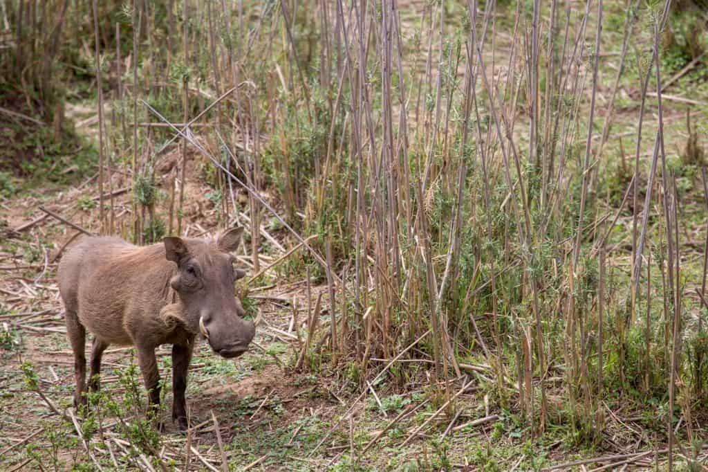 Familiar Faces: 19 Common Animals of Kruger National Park