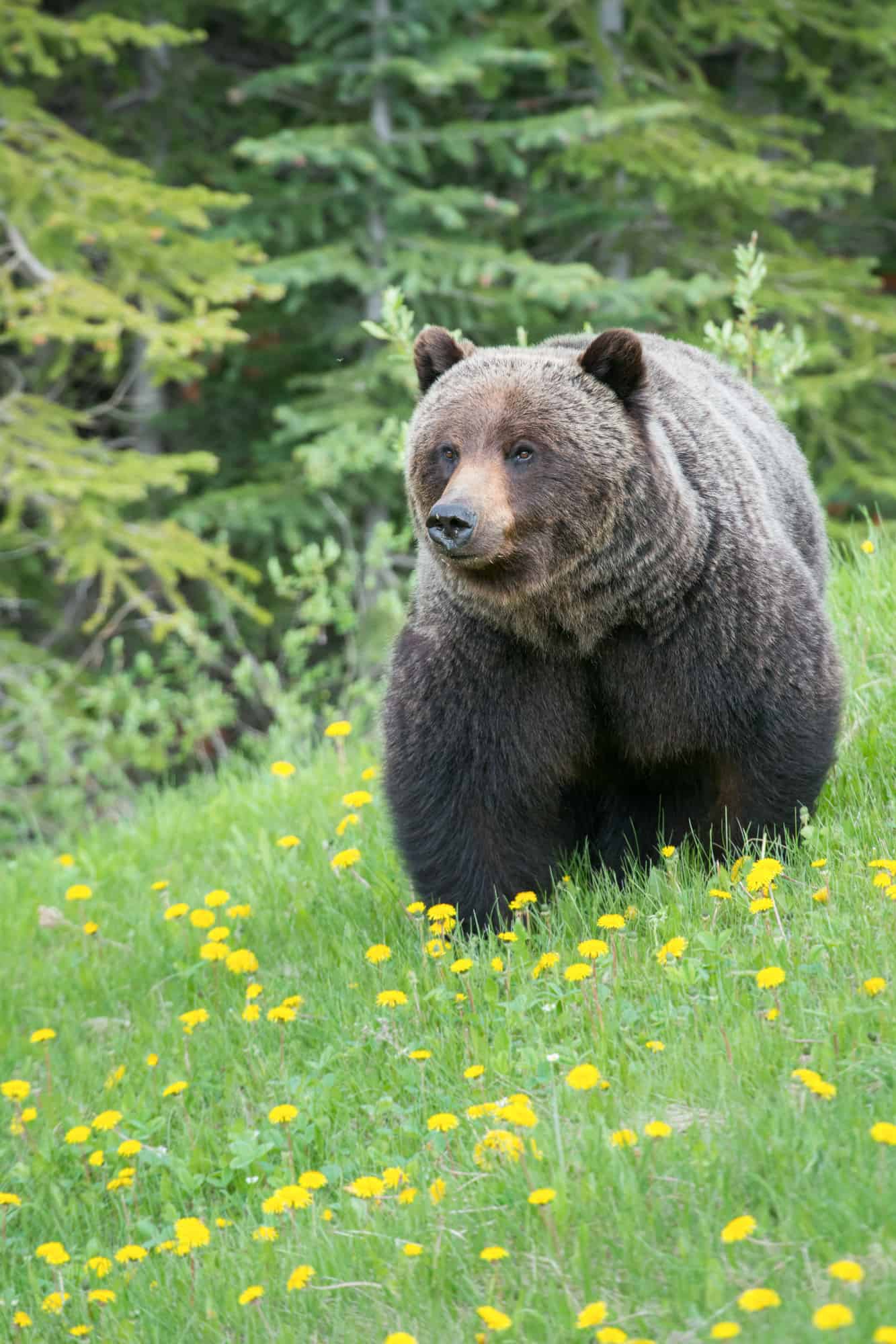 Encountering Bears In Olympic National Park: What To Know