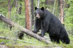 Encountering Bears In Olympic National Park: What To Know