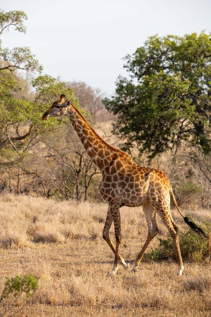 Season by Season: Best Time to Visit Kruger National Park