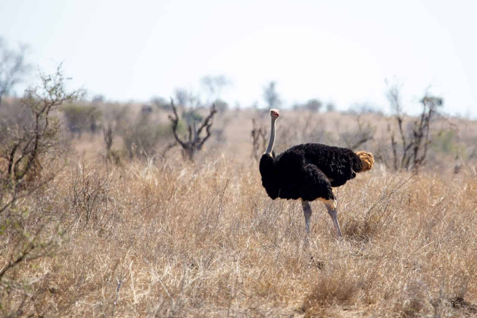 Season by Season: Best Time to Visit Kruger National Park