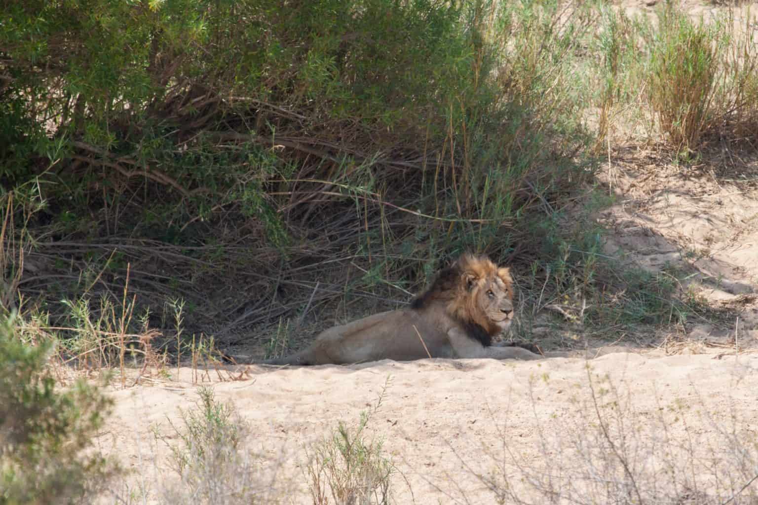 Is Kruger National Park Safe? What To Know Before You Go
