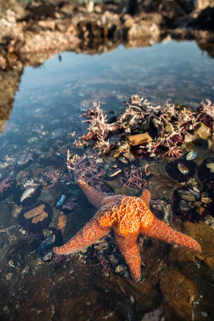 Must-Visit Olympic National Park Tide Pools Revealed
