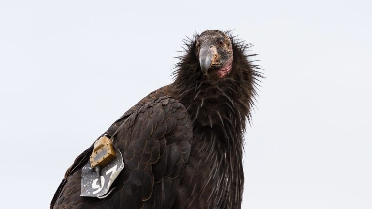 21 Animals Only a Mother Could Love