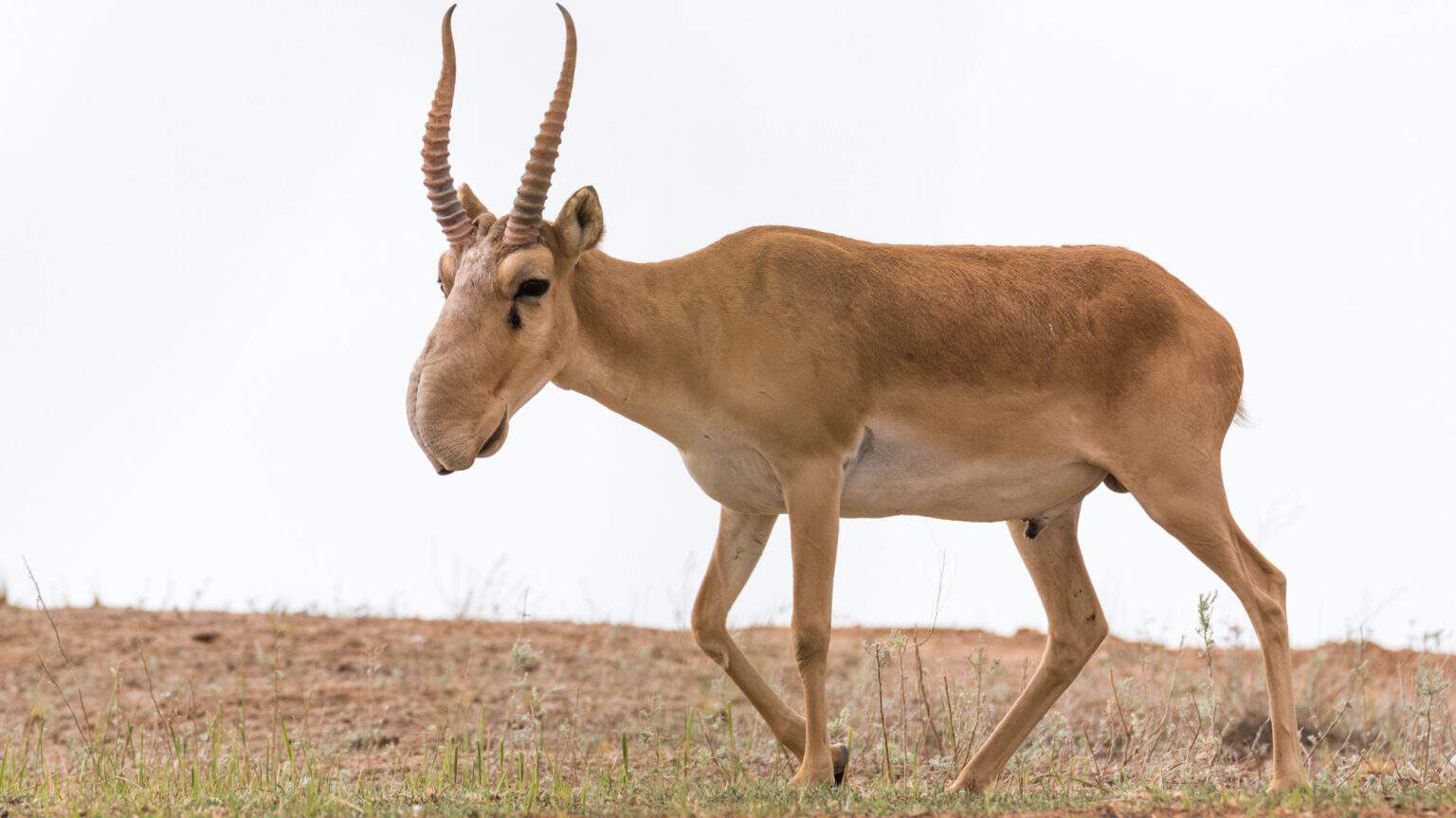 14 Creatures That Move With The Kind Of Grace Ballet Dancers Dream Of