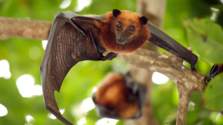 21 Animals Only a Mother Could Love