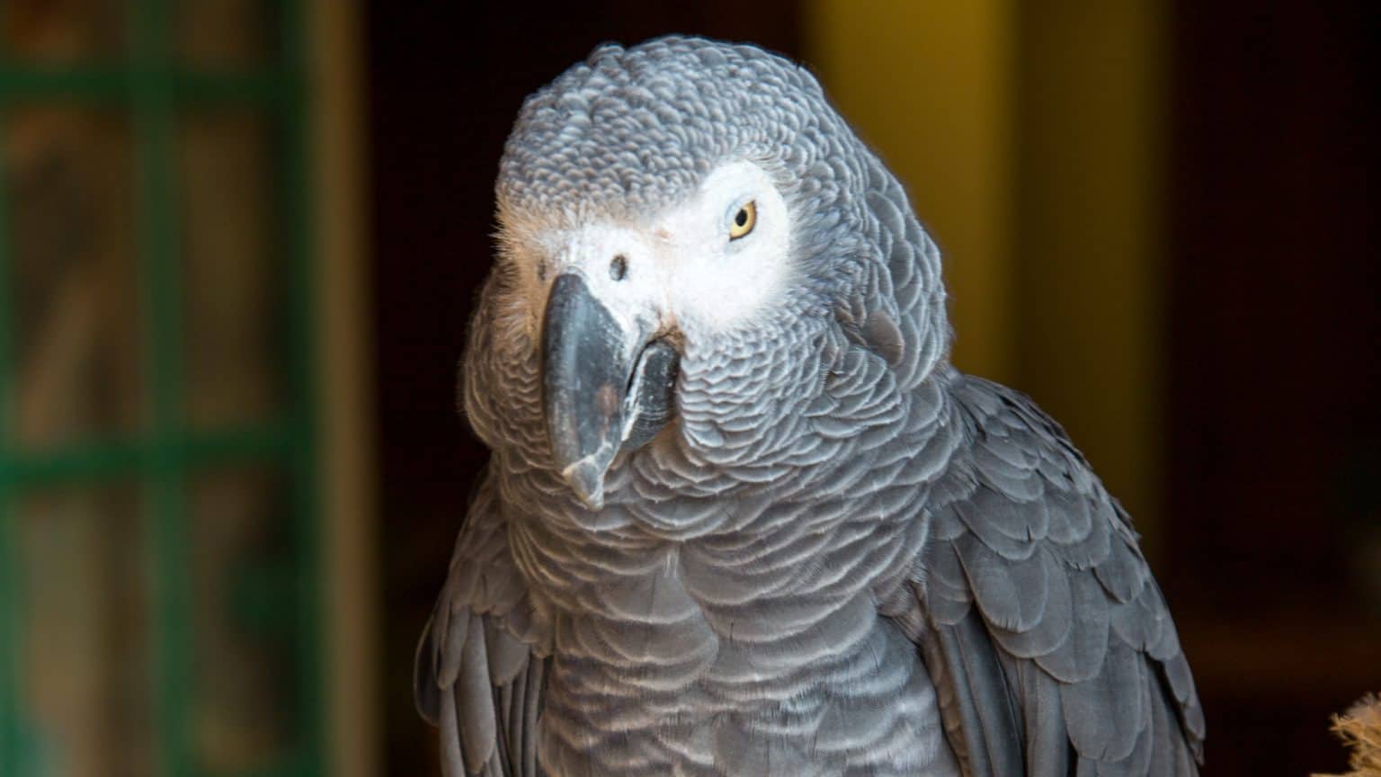15 Animals So Smart They’ll Make You Rethink Who’s Watching Who