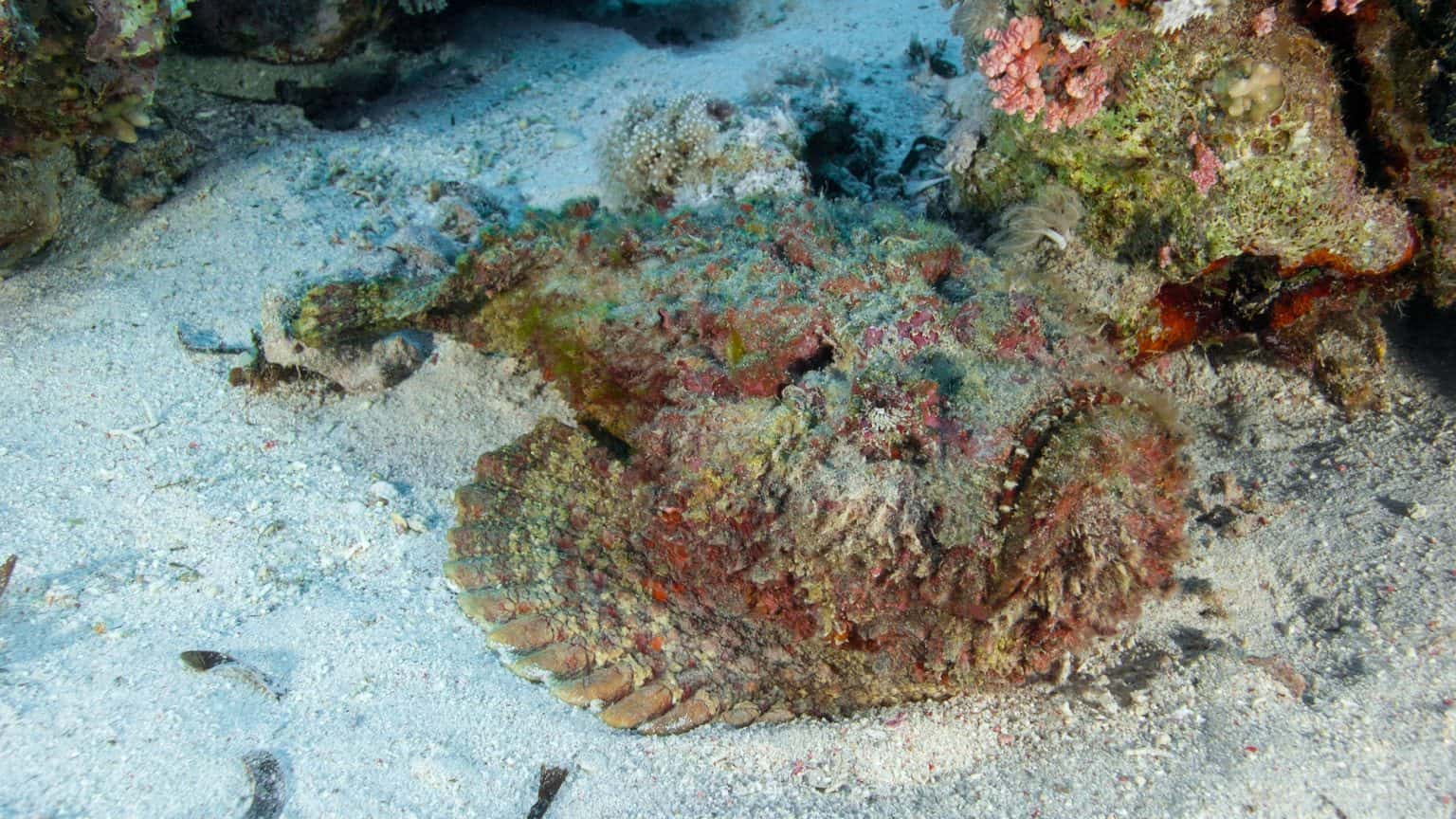 These 9 Camouflaged Animals Will Make You Do A Double Take