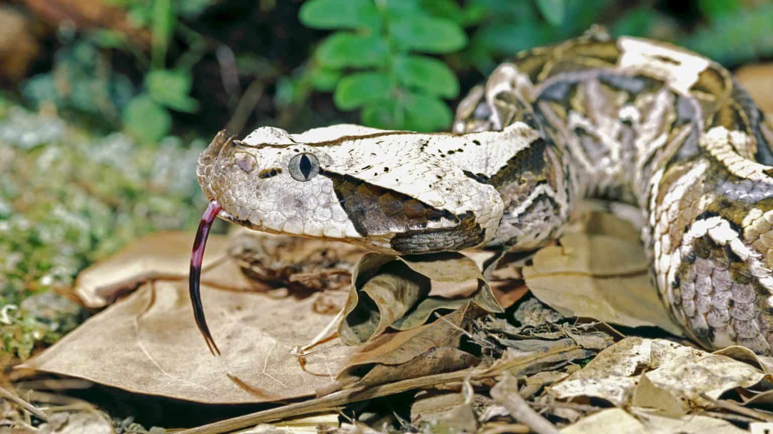 These 9 Camouflaged Animals Will Make You Do A Double Take