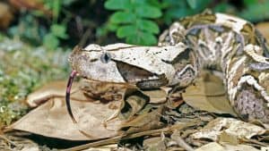 These 9 Camouflaged Animals Will Make You Do A Double Take