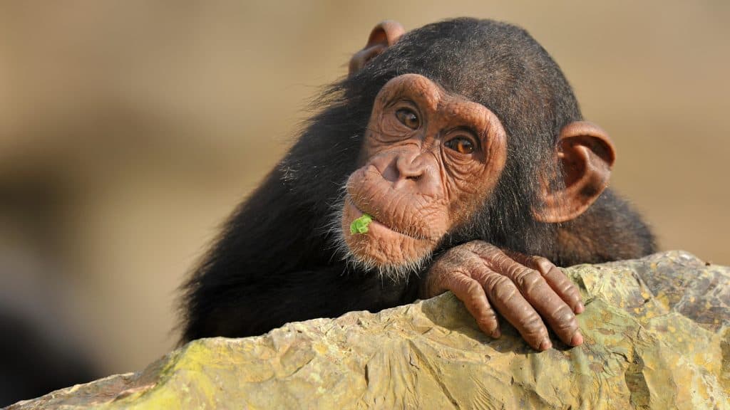 15 Animals So Smart They’ll Make You Rethink Who’s Watching Who