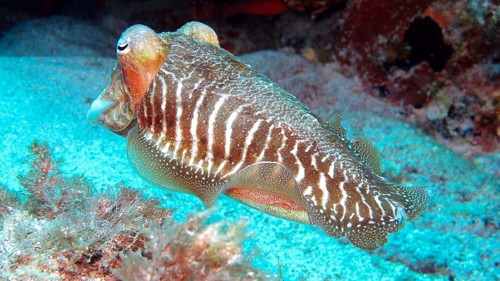 15 Animals So Smart They’ll Make You Rethink Who’s Watching Who
