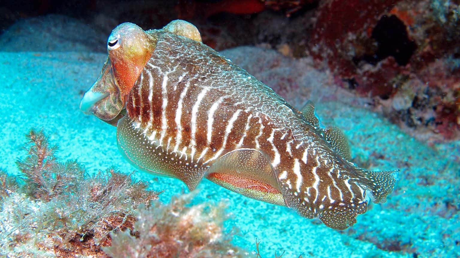 15 Animals So Smart They’ll Make You Rethink Who’s Watching Who