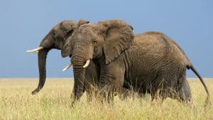 12 Intriguing Facts About Elephants You’ll Be Surprised to Learn