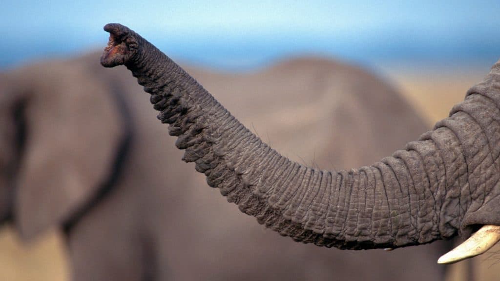 12 Intriguing Facts About Elephants You’ll Be Surprised to Learn