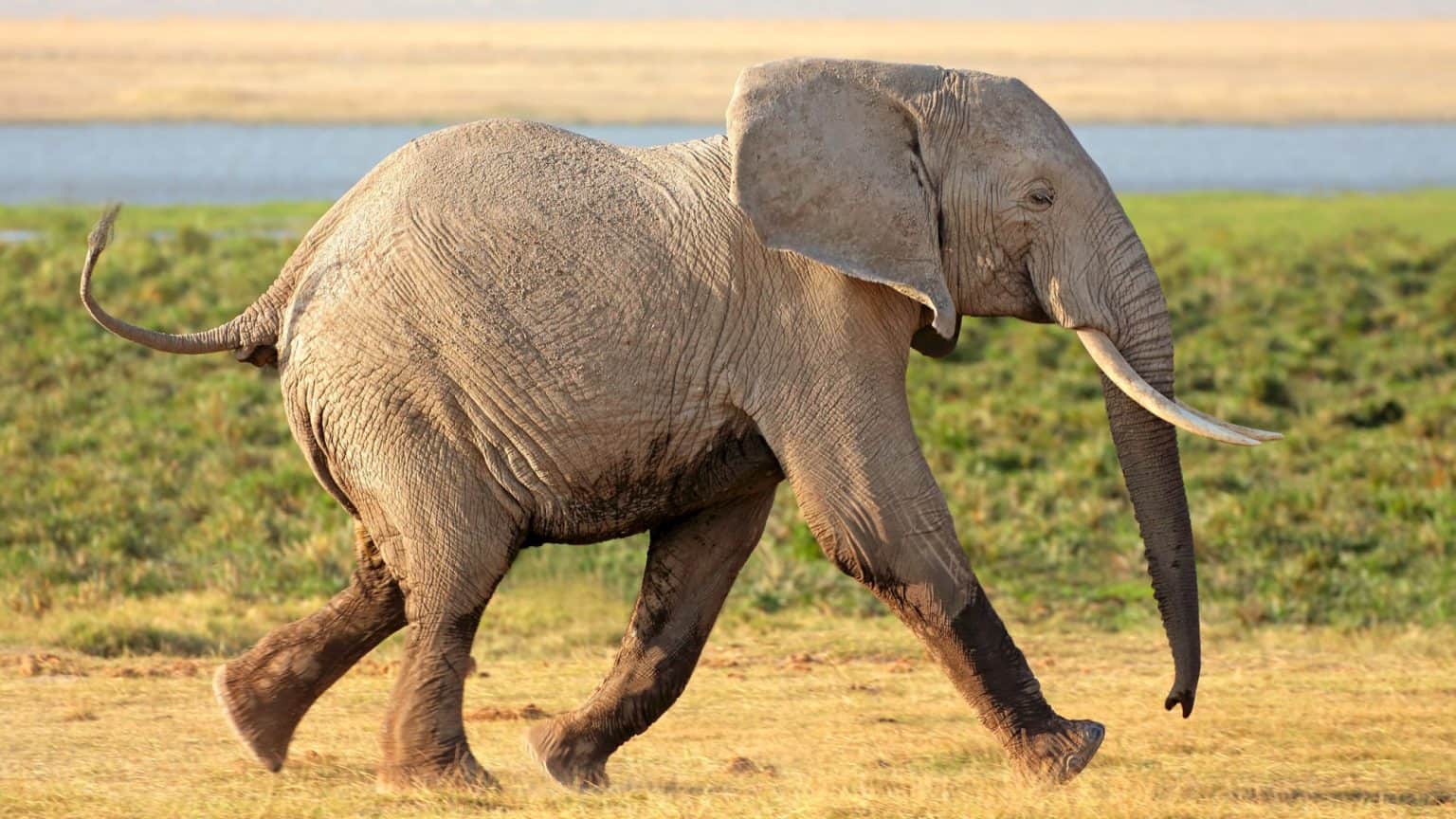 12 Intriguing Facts About Elephants You’ll Be Surprised to Learn