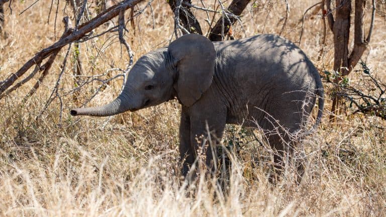 12 Intriguing Facts About Elephants You’ll Be Surprised to Learn