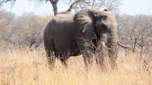15 Wild Animals with Mind-Boggling Intelligence You Can't Ignore