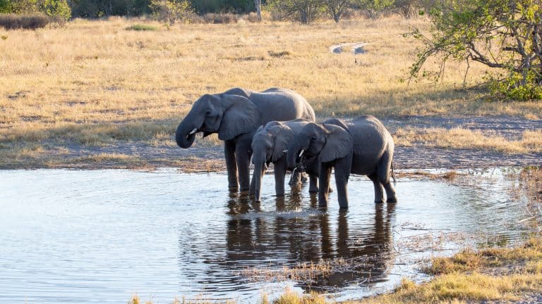 12 Intriguing Facts About Elephants You’ll Be Surprised to Learn