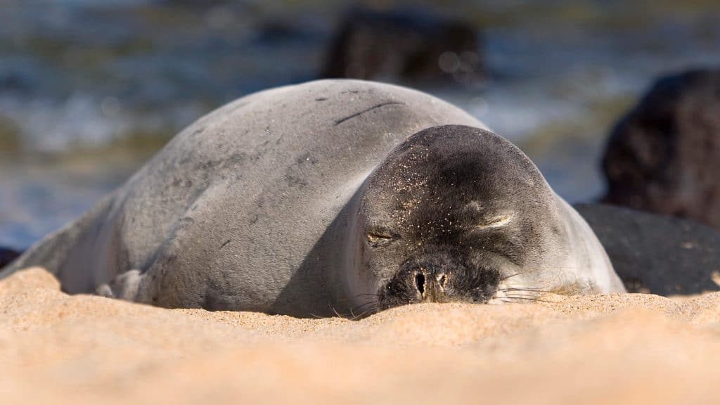 11 Endangered U.S. Species That Are Almost Gone for Good