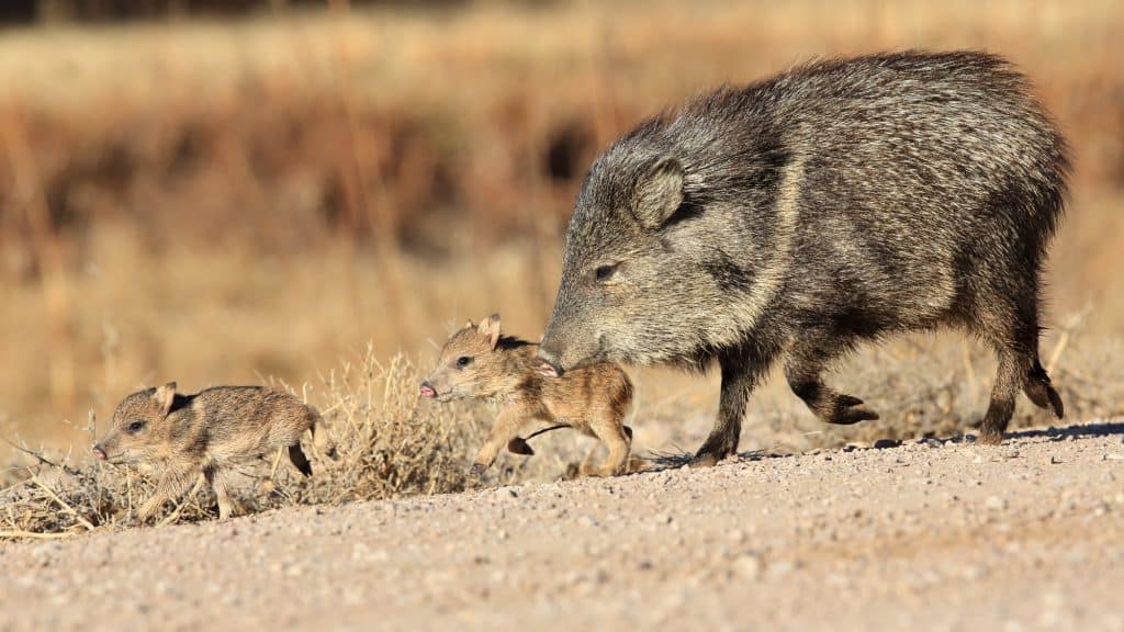 Must-Know Dangerous Animals in Grand Canyon for Visitors