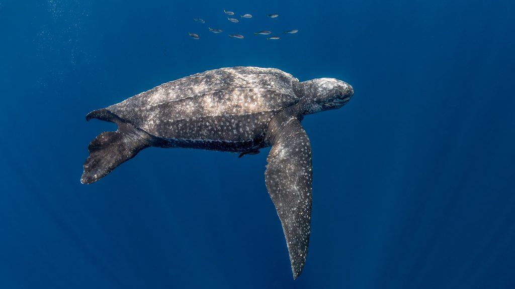 11 Endangered U.S. Species That Are Almost Gone for Good