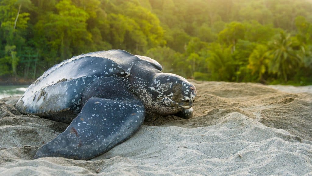 11 U.S. Endangered Species You Didn't Know Needed Saving