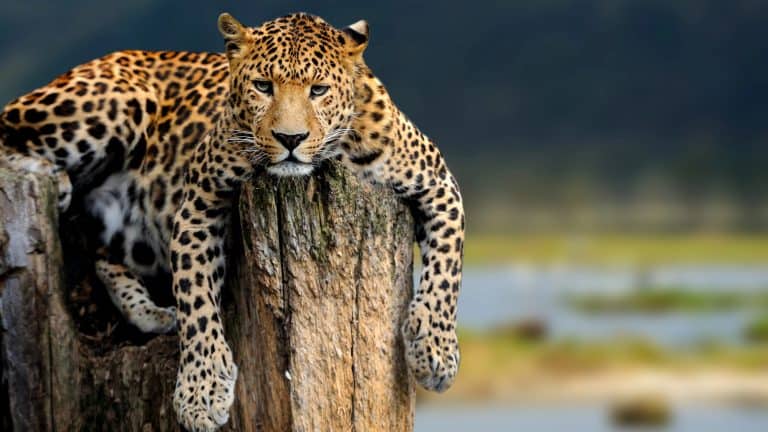 14 African Predators That Spell Danger for the Unwary