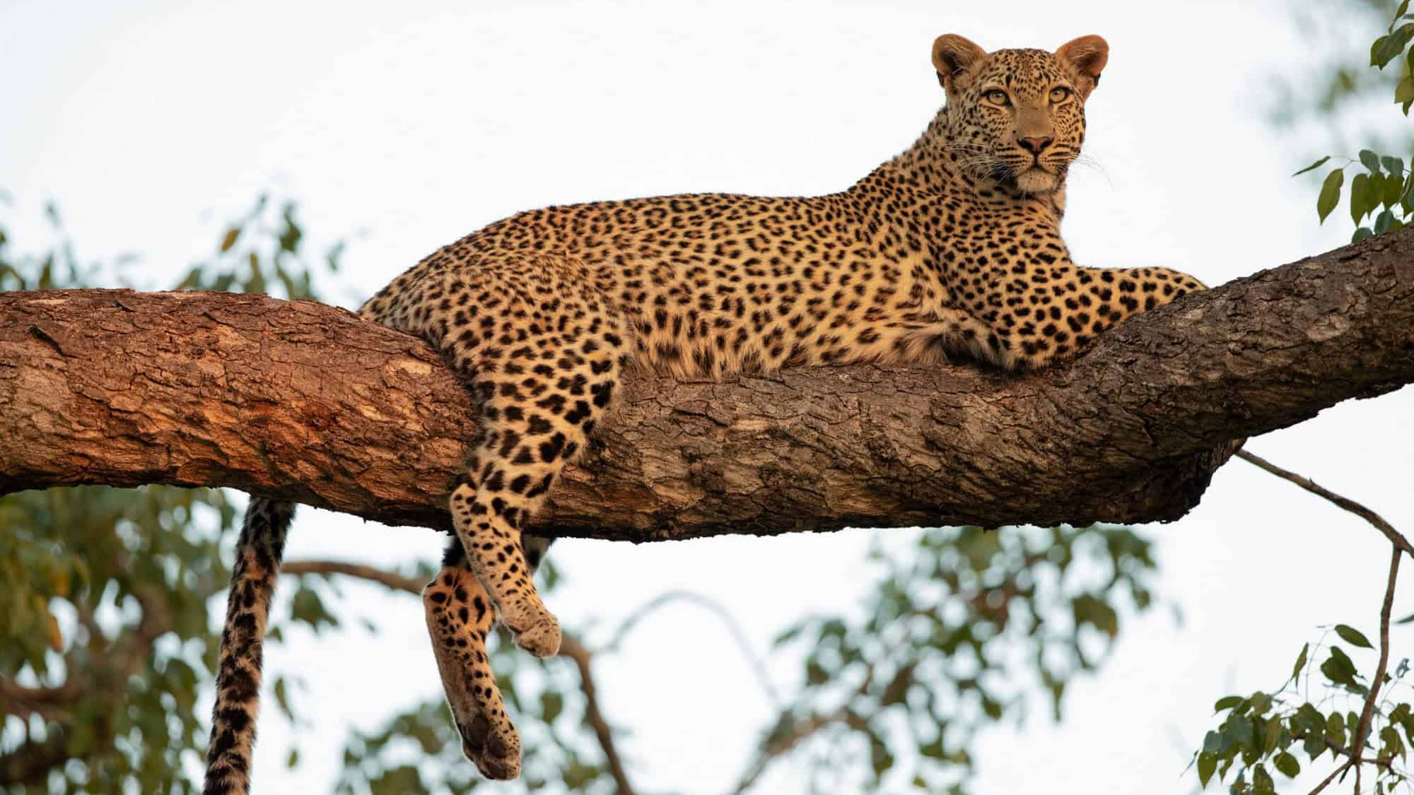 14 African Predators That Spell Danger for the Unwary