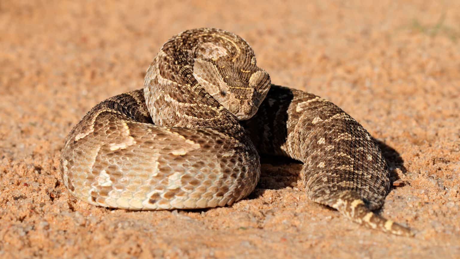 14 African Predators That Spell Danger for the Unwary