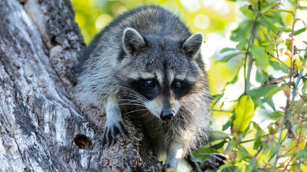15 Animals So Smart They’ll Make You Rethink Who’s Watching Who