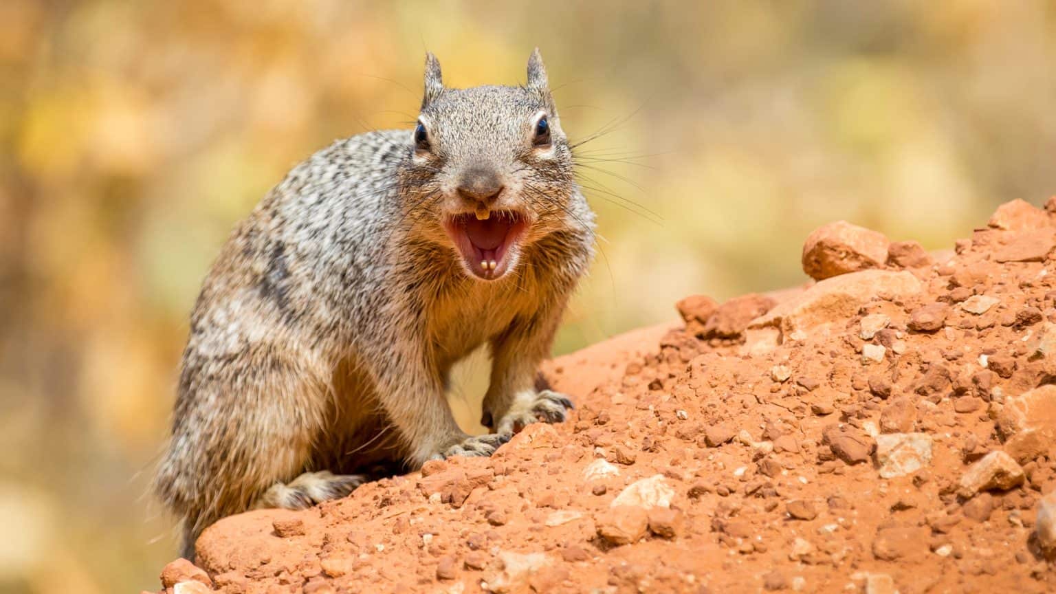 14 African Predators That Spell Danger for the Unwary