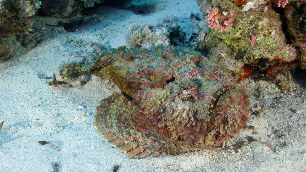 14 African Predators That Spell Danger for the Unwary