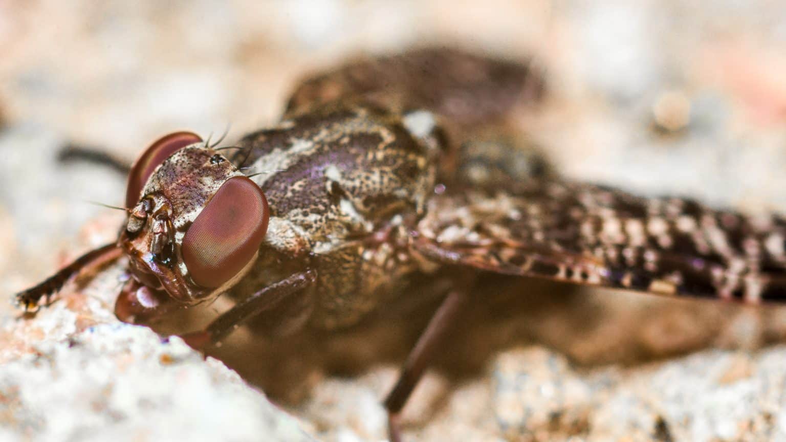 14 African Predators That Spell Danger for the Unwary