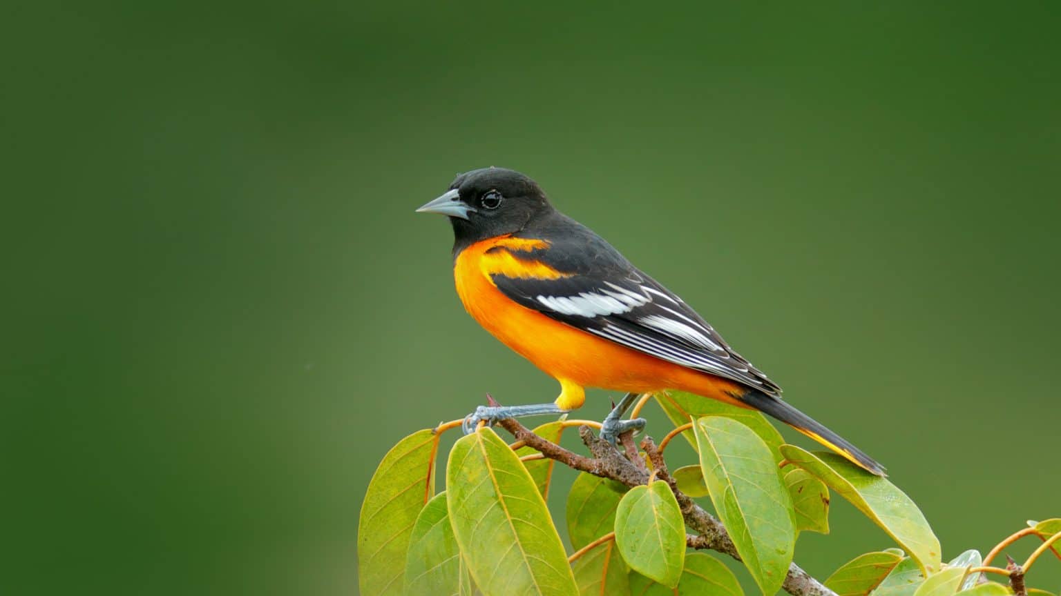 17 Enchanting U.S. Birds That Show Nature’s Most Vibrant Colors