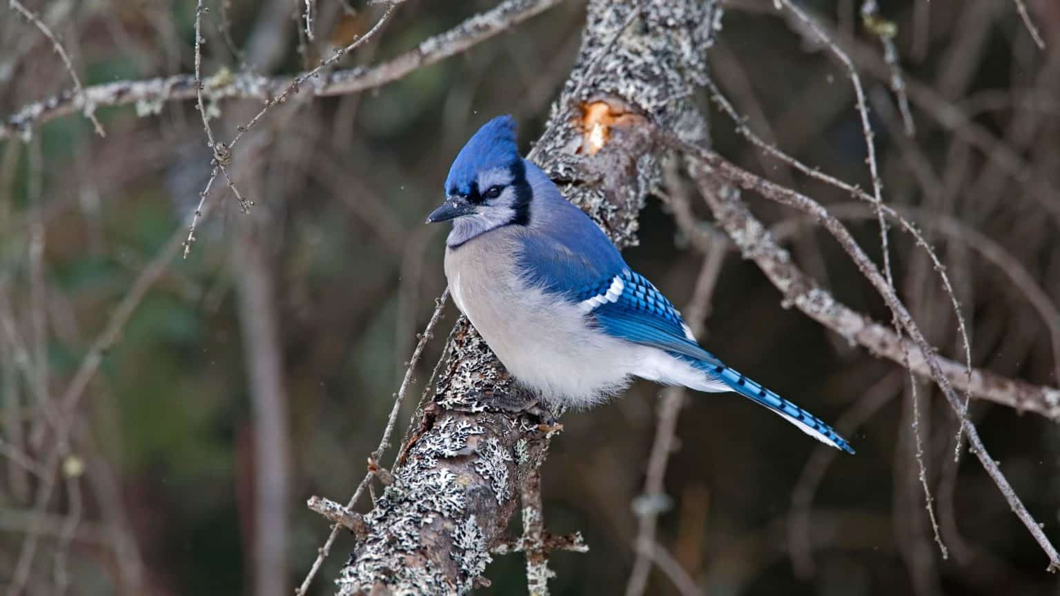 17 Enchanting U.S. Birds That Show Nature’s Most Vibrant Colors