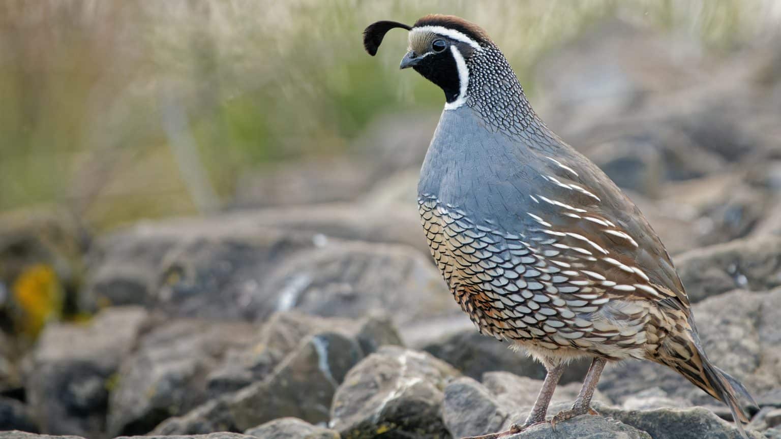 17 Enchanting U.S. Birds That Show Nature’s Most Vibrant Colors