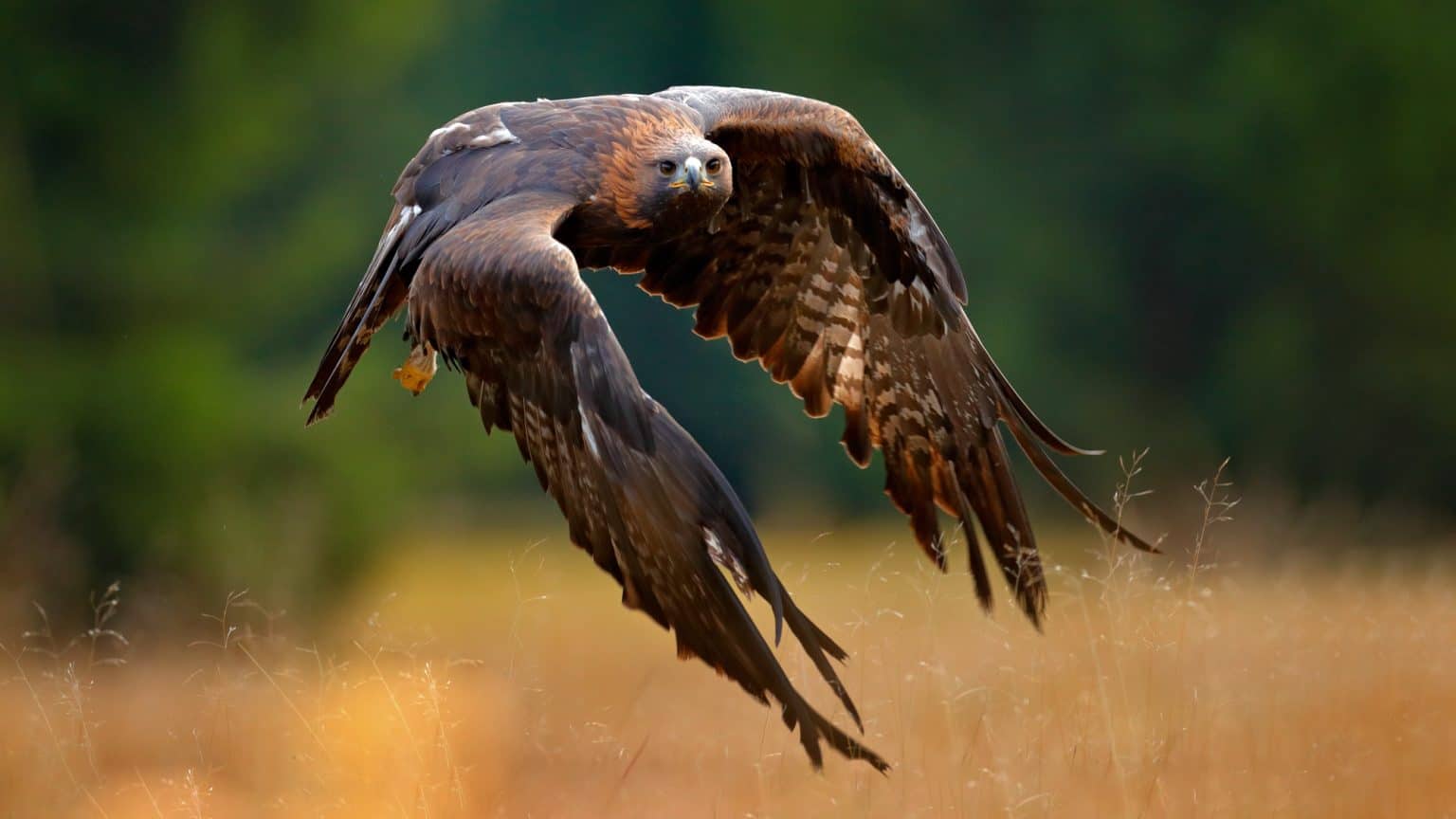 From Iconic To Unexpected, These Animals In Yosemite National Park Are ...