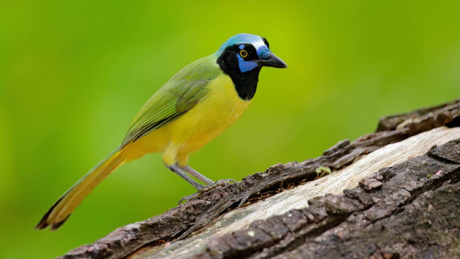 17 Enchanting U.S. Birds That Show Nature’s Most Vibrant Colors