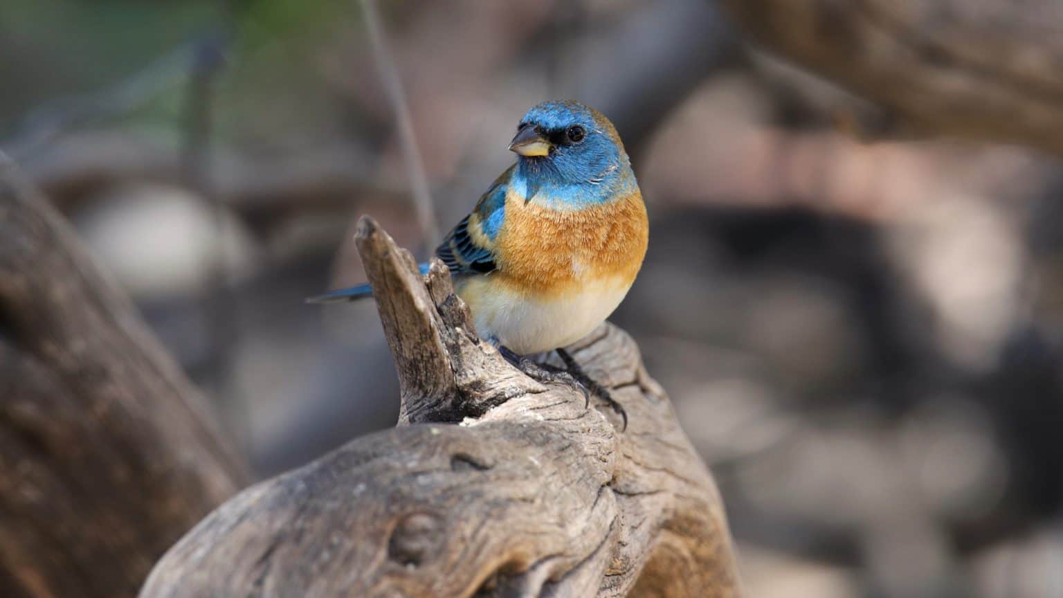 17 Enchanting U.S. Birds That Show Nature’s Most Vibrant Colors