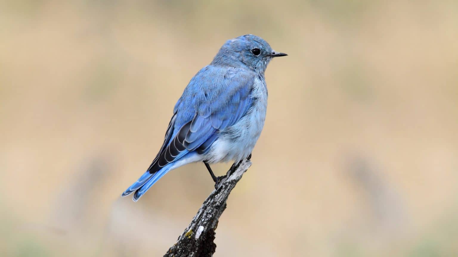 17 Enchanting U.S. Birds That Show Nature’s Most Vibrant Colors