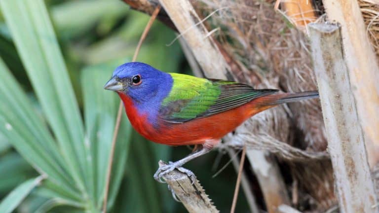 17 Enchanting U.S. Birds That Show Nature’s Most Vibrant Colors