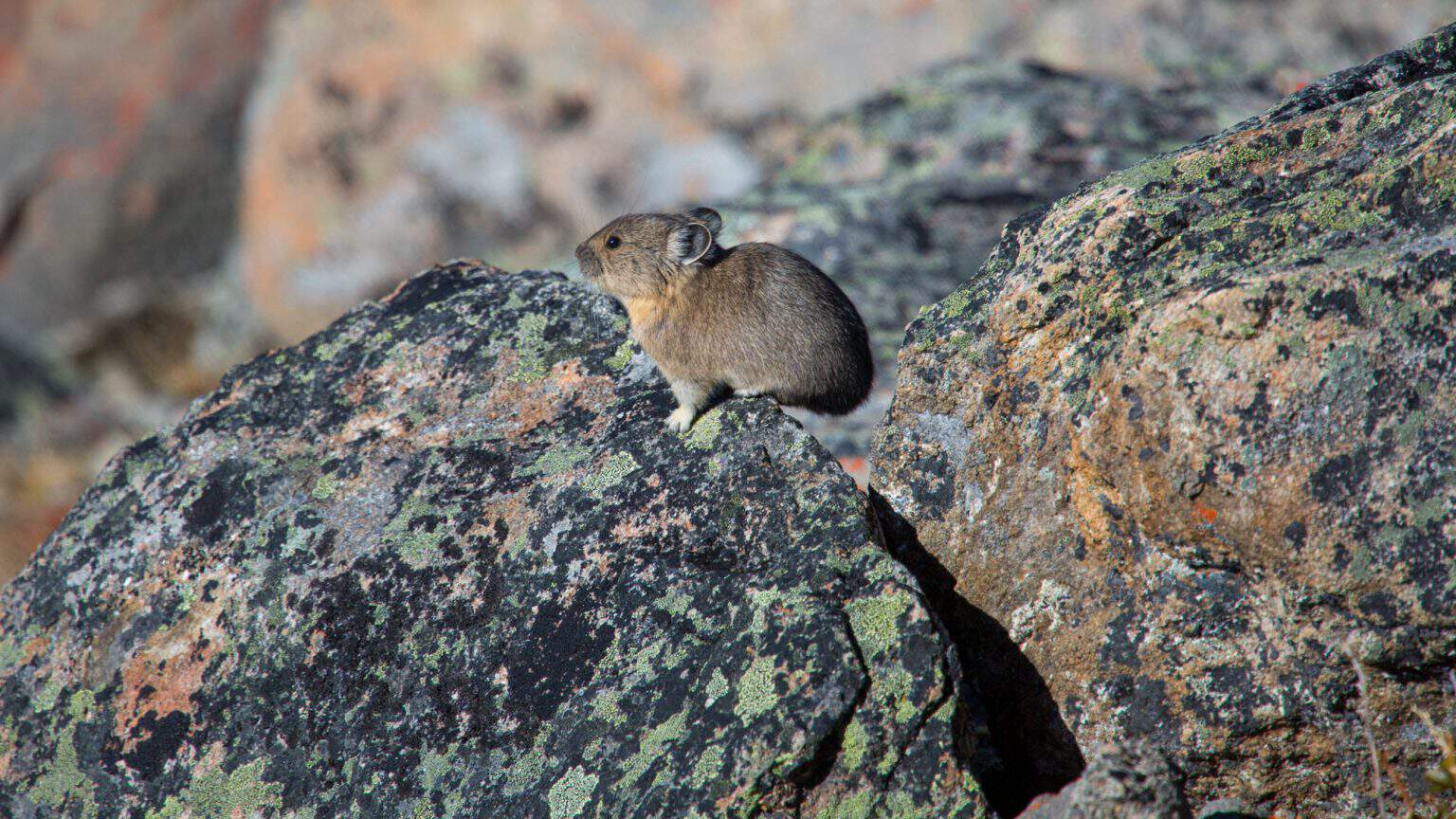 From Iconic To Unexpected, These Animals In Yosemite National Park Are ...