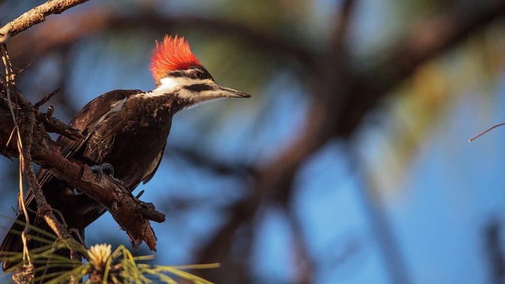 Stunning Animals In the Smoky Mountains To Spot On a Visit