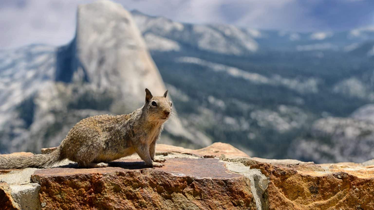 From Iconic To Unexpected, These Animals In Yosemite National Park Are ...