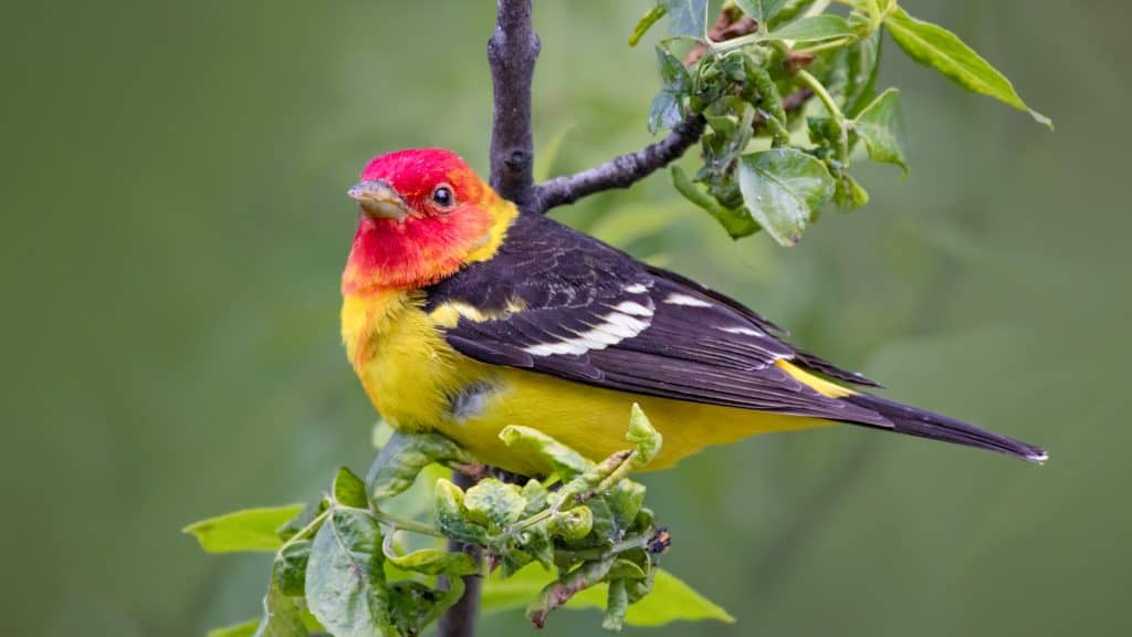 17 Enchanting U.S. Birds That Show Nature’s Most Vibrant Colors