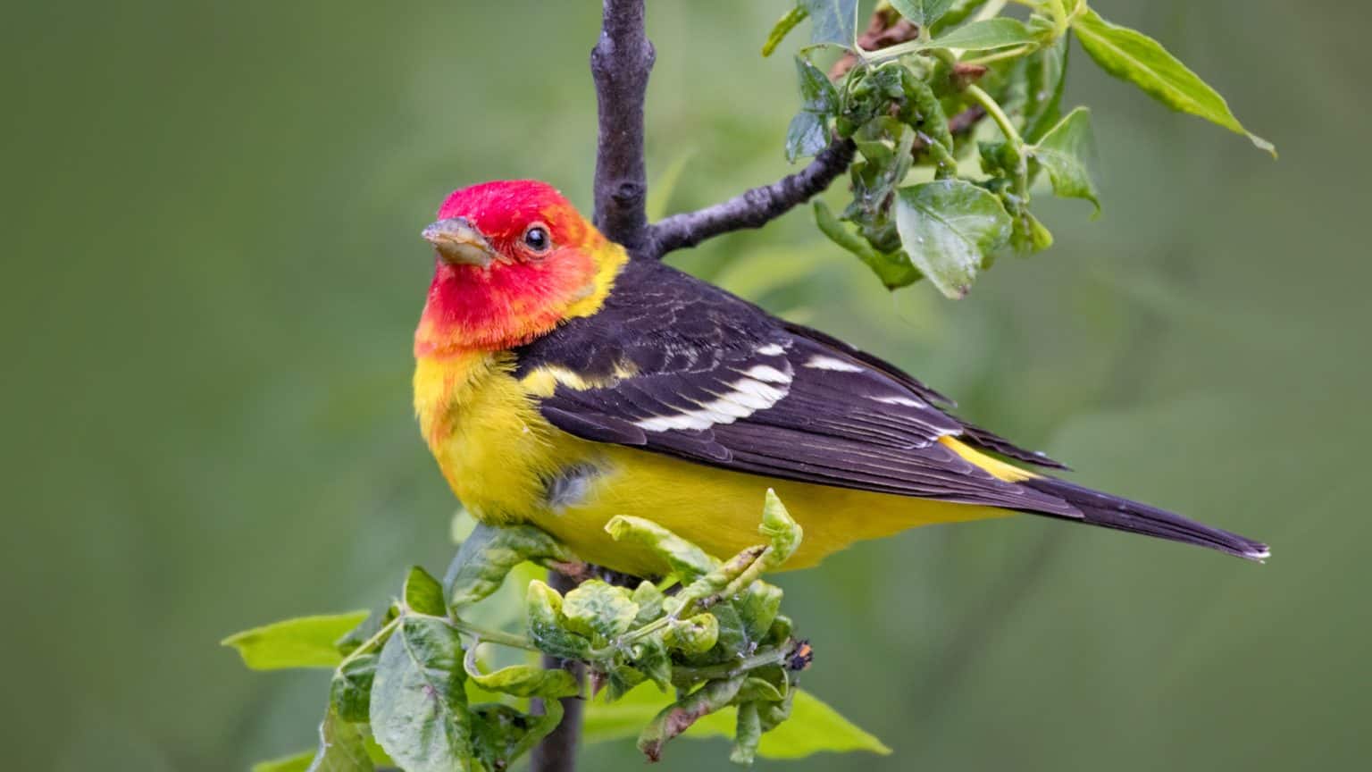 17 Enchanting U.S. Birds That Show Nature’s Most Vibrant Colors