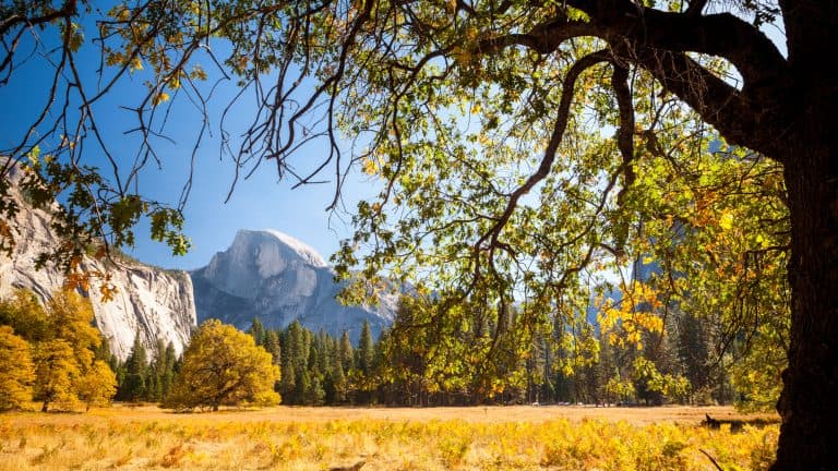 From Iconic To Unexpected, These Animals In Yosemite National Park Are ...