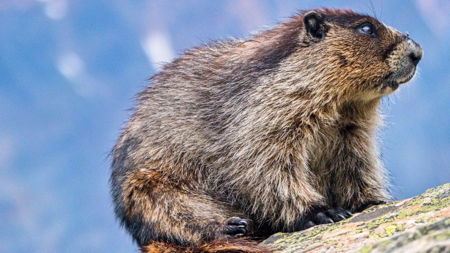 Fascinating Olympic National Park Animals to Spot On A Visit