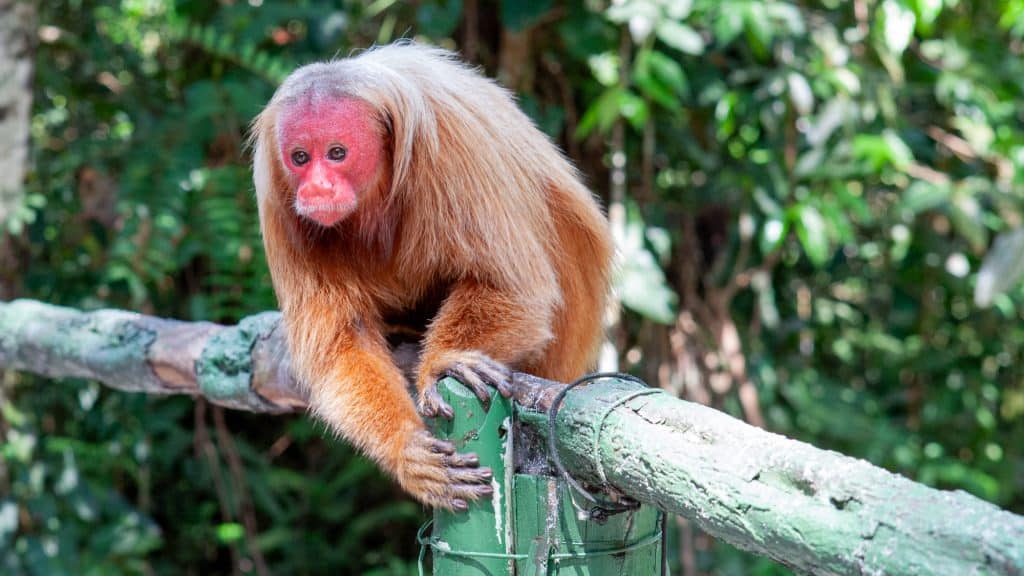 12 Reasons Monkeys Are More Amazing Than You Thought